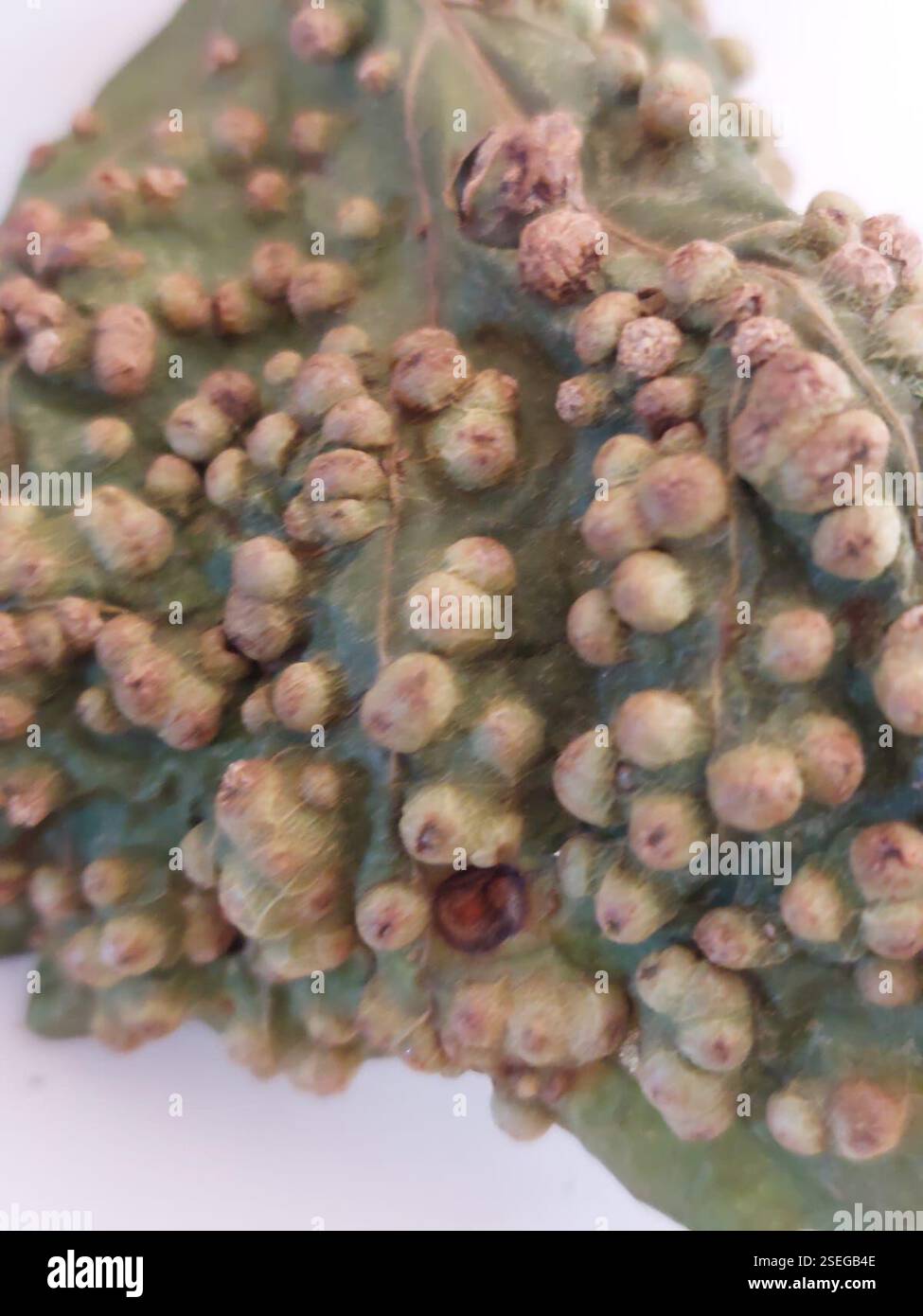 Coral trees (Erythrina), Plantae, Overstrand Local Municipality, South ...