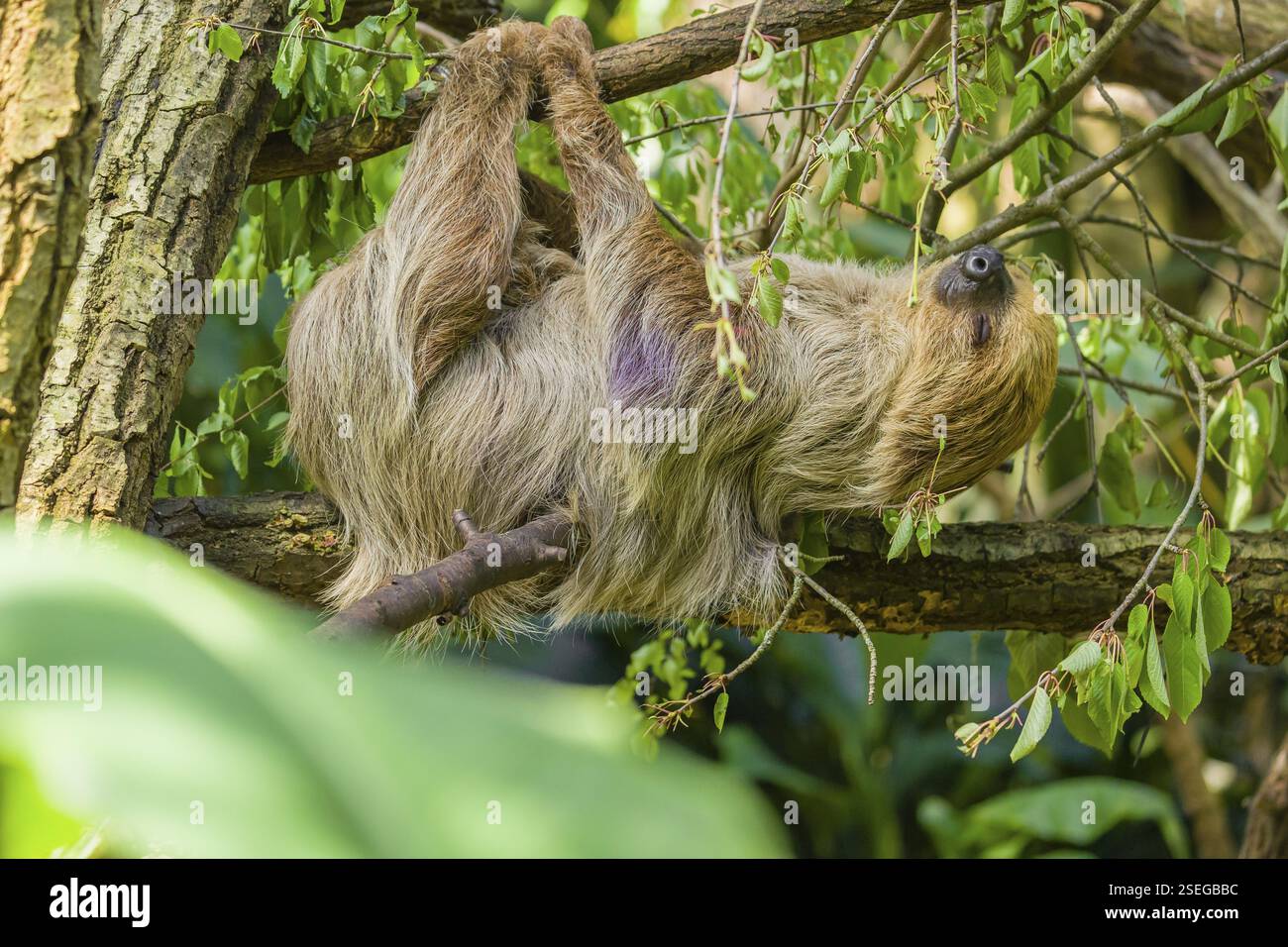 A Linnaeus's two-toed sloth (Choloepus didactylus) hangs down from a ...