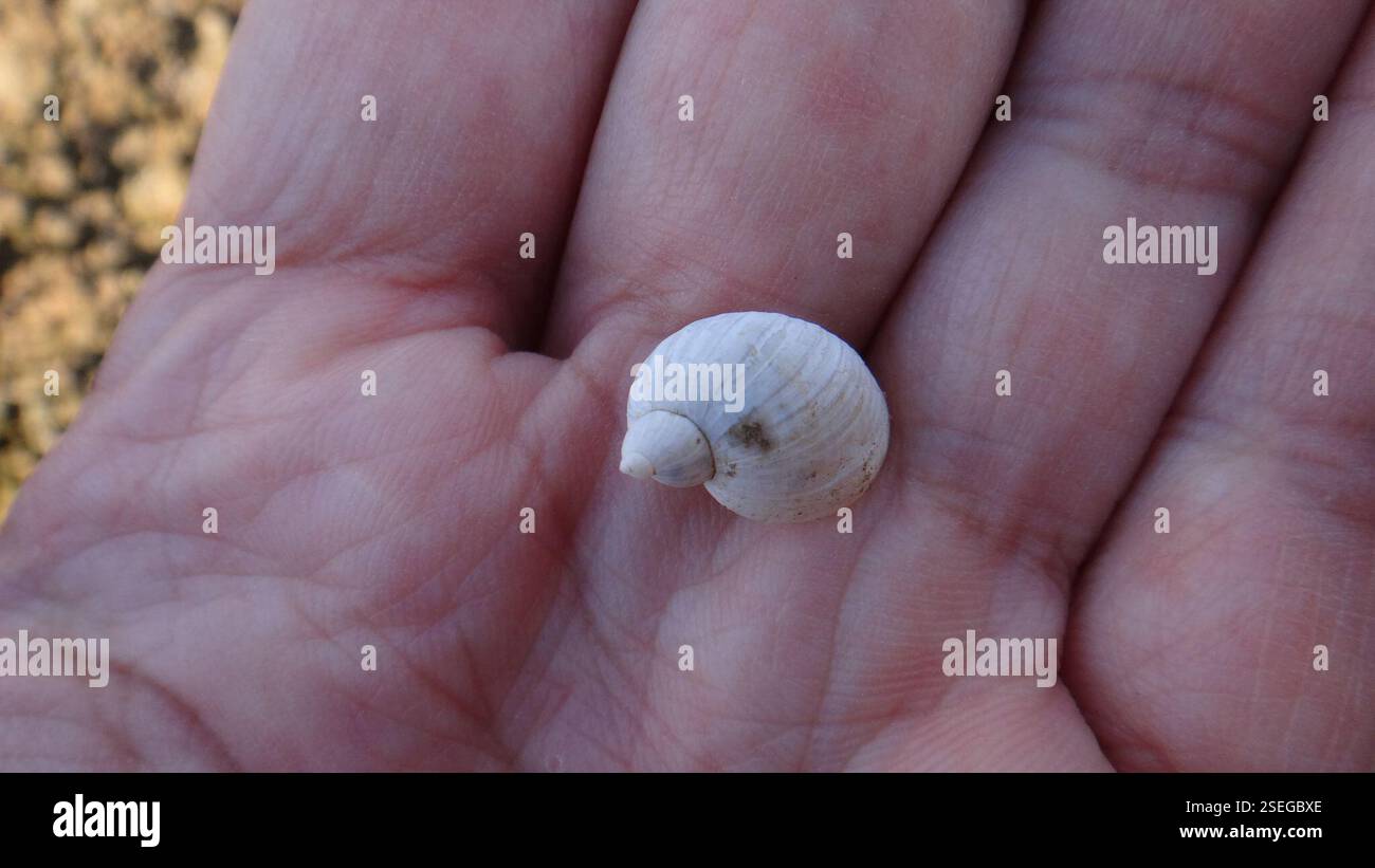 Big-eared Radix (Radix auricularia), Mollusca, Маньківський район ...