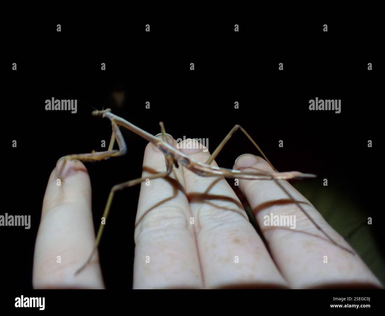 Australian Stick Mantis (Archimantis latistyla), Insecta, Cooktown QLD ...