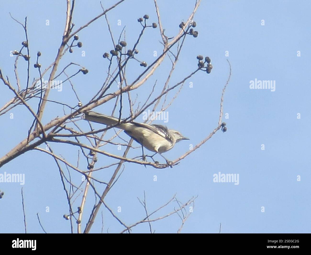 Northern Mockingbird (Mimus polyglottos), Aves, Savannah, GA, USA Stock ...