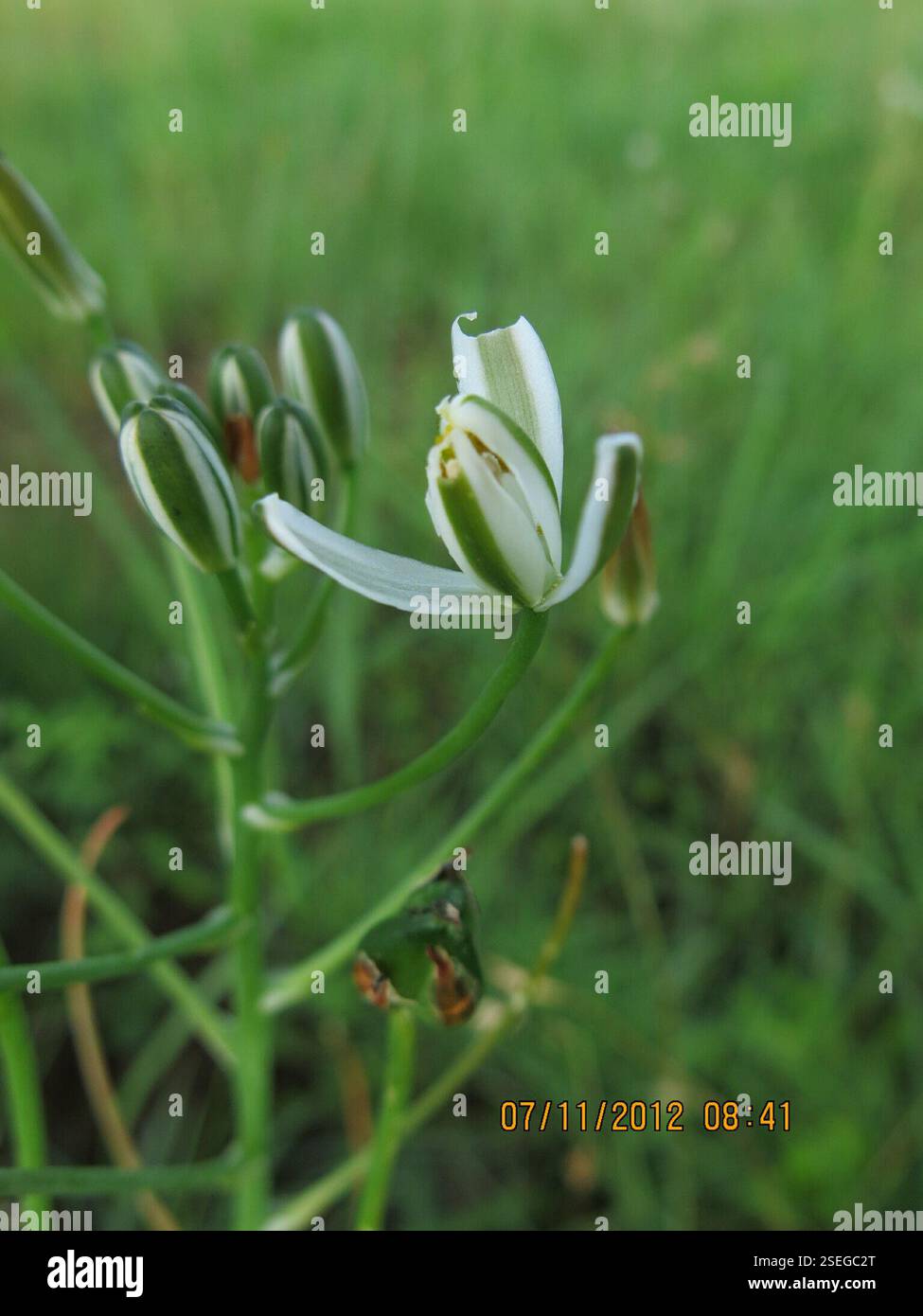 (Branciona), Plantae, Howick, 3290, South Africa, Thick Slime-lily ...