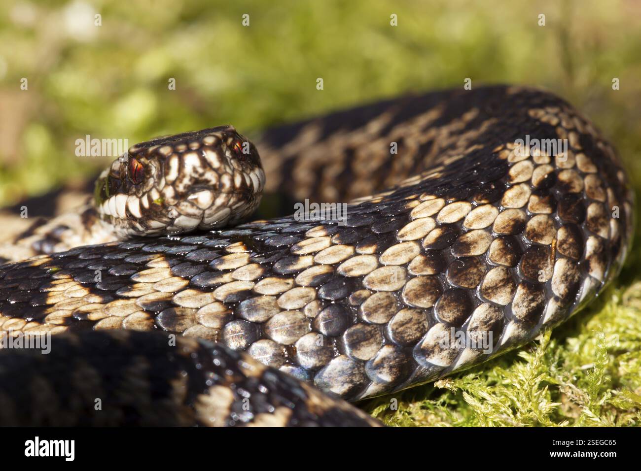 Coiled serpent reptiles hi-res stock photography and images - Alamy