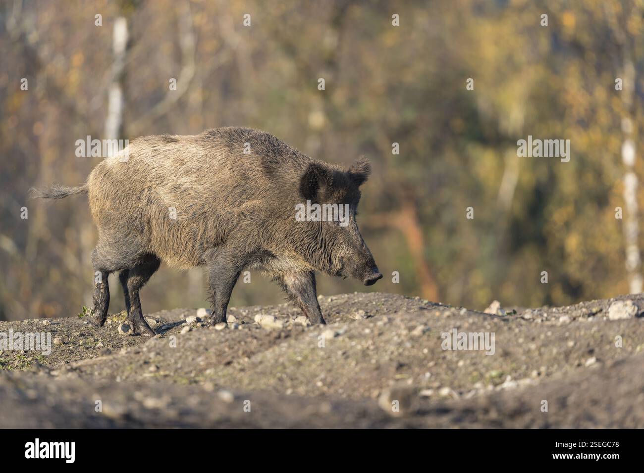 Walking early in morning autumn hi-res stock photography and images - Alamy