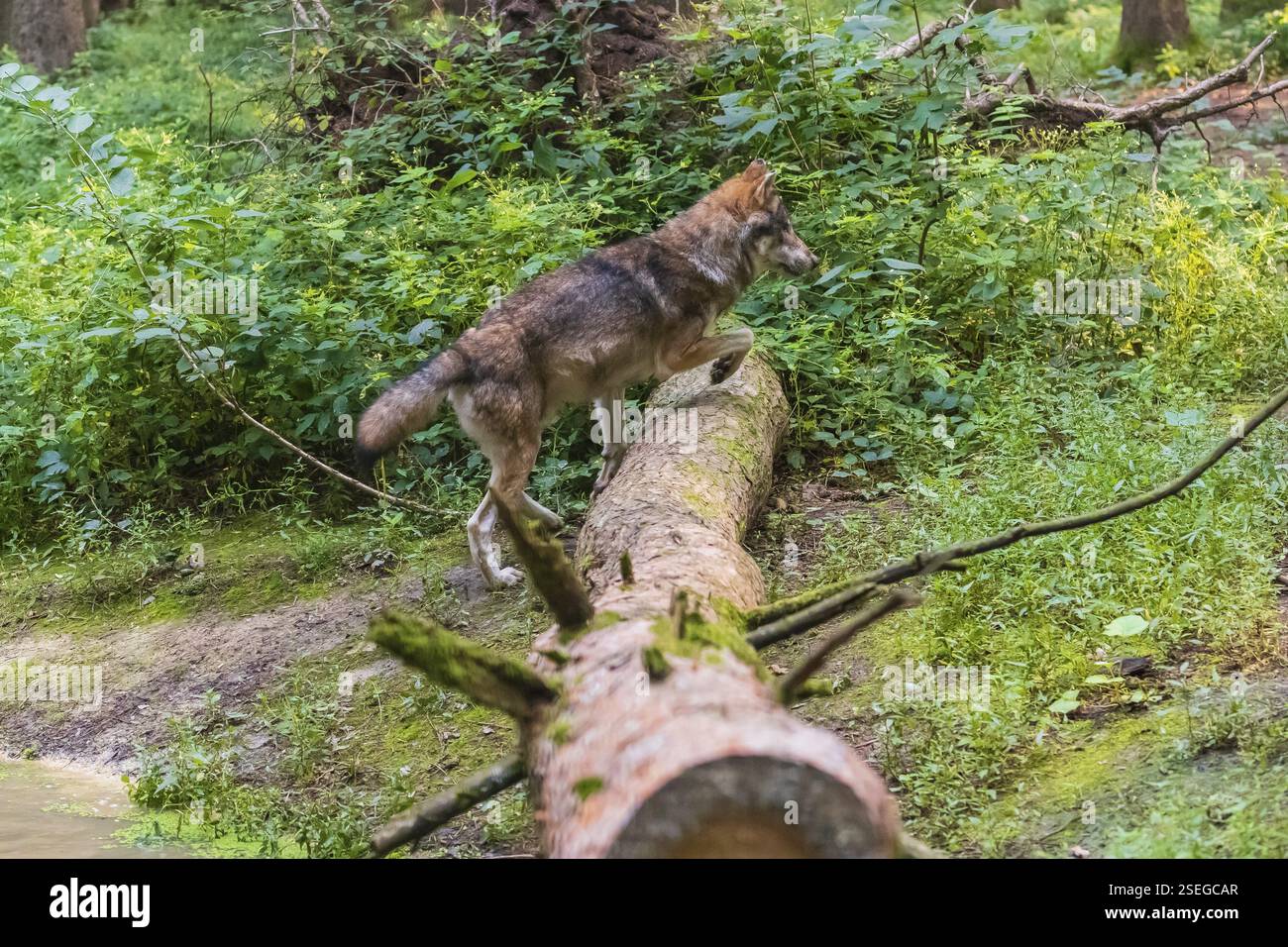 One adult eurasian gray wolf (Canis lupus lupus) jumping over a log ...