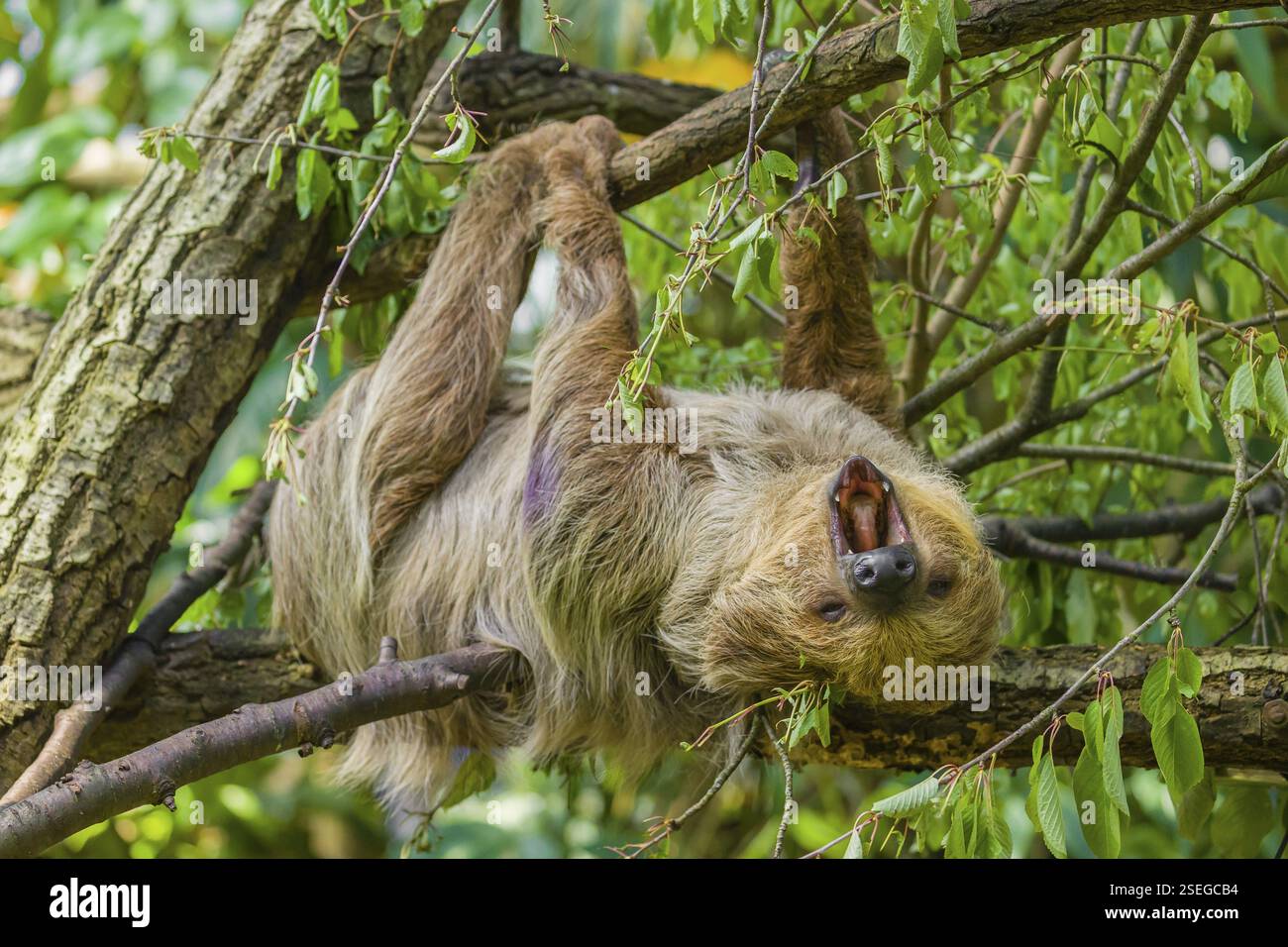 Folivora two hi-res stock photography and images - Alamy