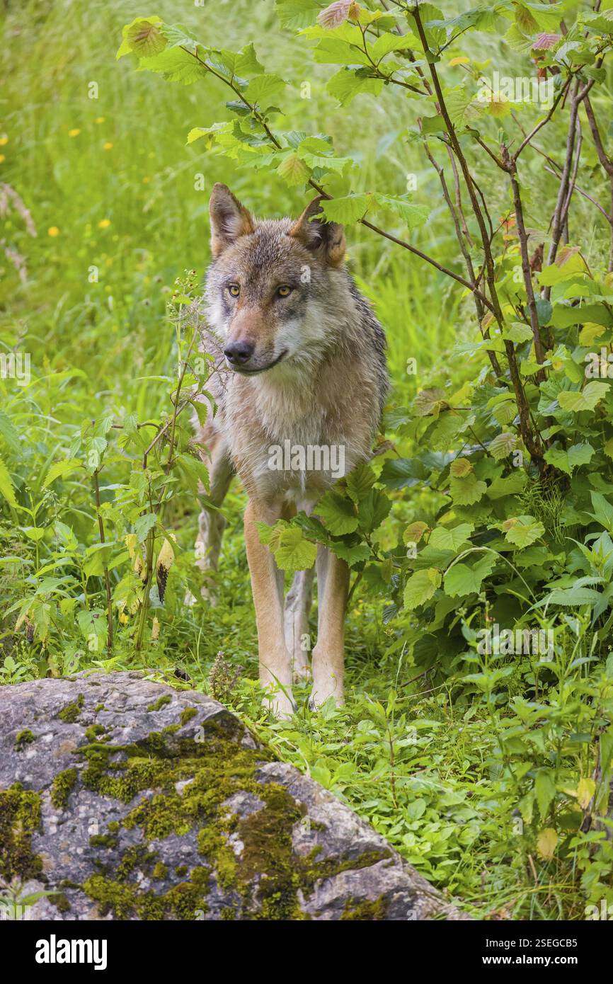 A Eurasian gray wolf (Canis lupus lupus) stands on a small hill in ...