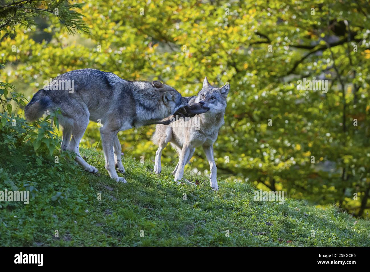 Two Eurasian gray wolves (Canis lupus lupus) standing on a hill, fighting over food, the leg of ...