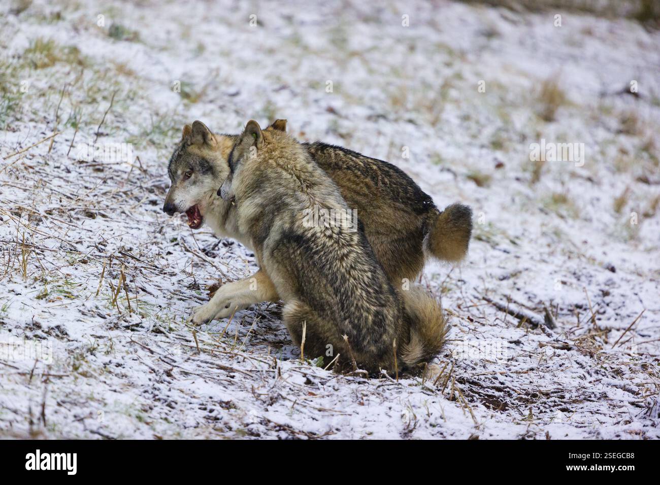 Two adult male eurasian gray wolves (Canis lupus lupus), social behaviour, friends Stock Photo ...