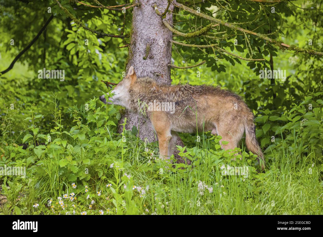 A eurasian gray wolf (Canis lupus lupus) scratches his neck on a tree ...