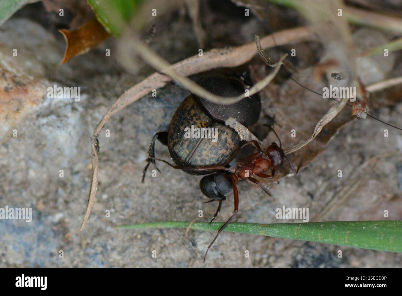 Blood-red Field Ant (Formica sanguinea), Insecta, 5062 Oberhof, Schweiz ...