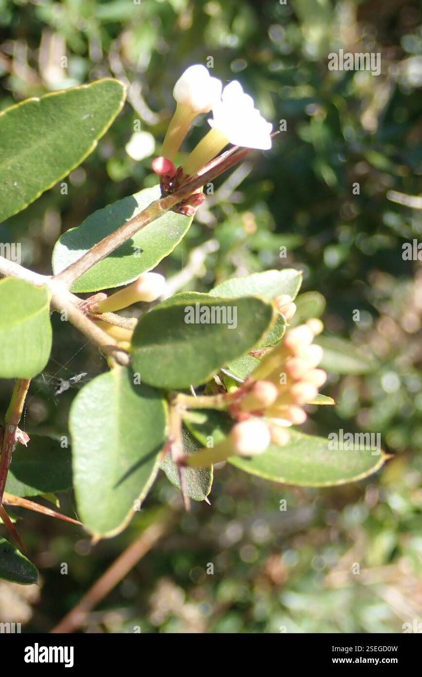 Sand Carissa (Carissa tetramera), Plantae, Stentor 2, Ehlanzeni, South ...