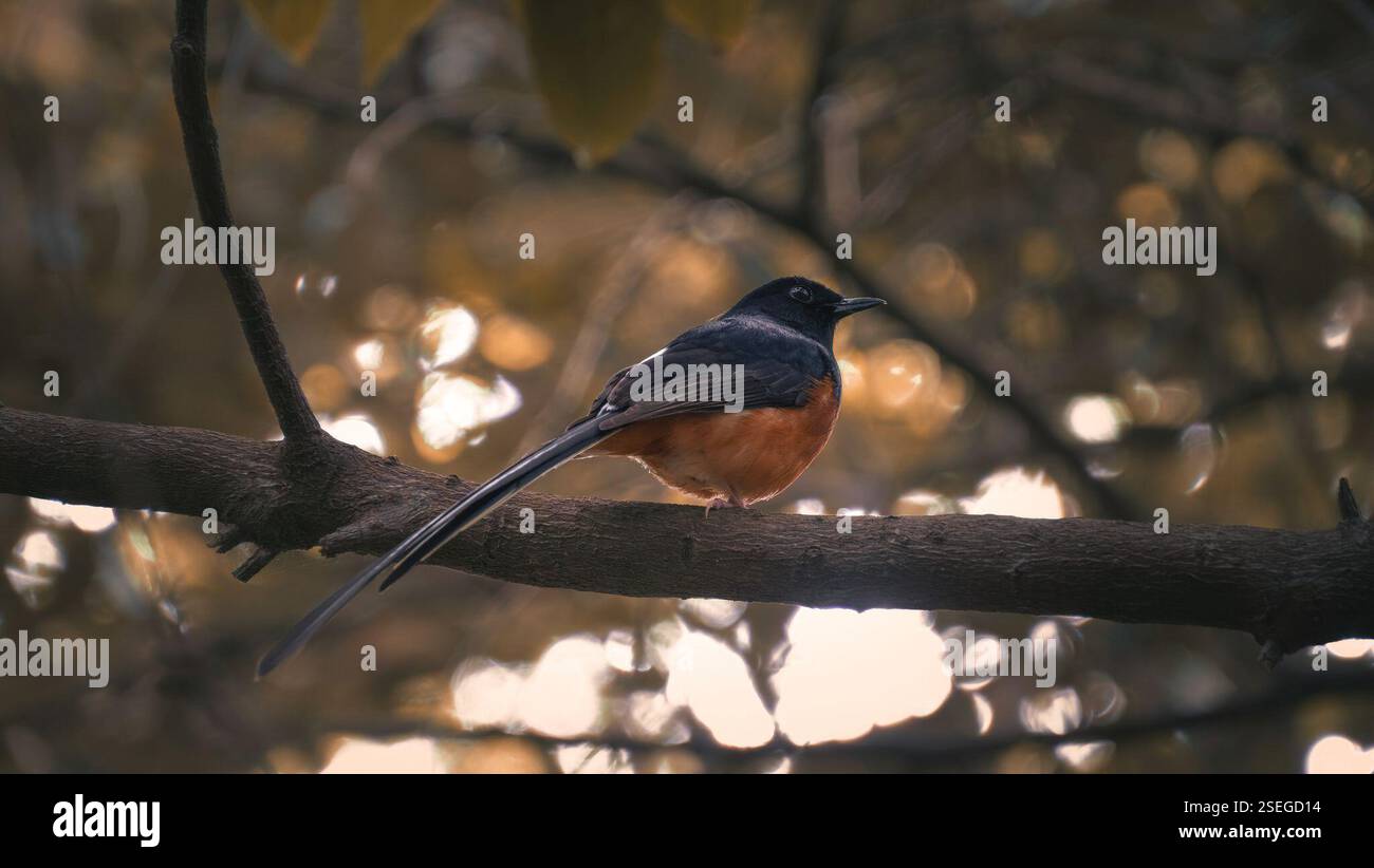 White-rumped Shama (Copsychus malabaricus), Aves, 台北植物園, 中正區, TW Stock ...