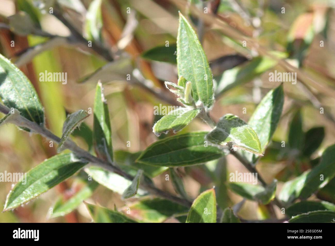 Bushman Tea (Athrixia phylicoides), Plantae, Stentor 2, Ehlanzeni ...