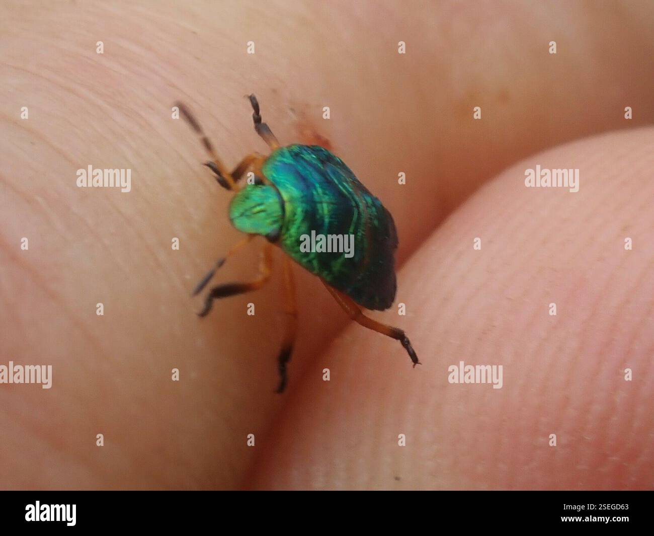 Bracken Stink Bug (Erachtheus lutulentus), Insecta, Ehlanzeni District ...