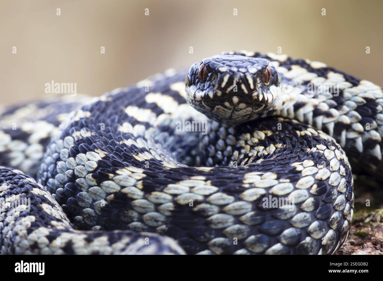 Common european adder or European viper (Vipera berus) adult snake ...
