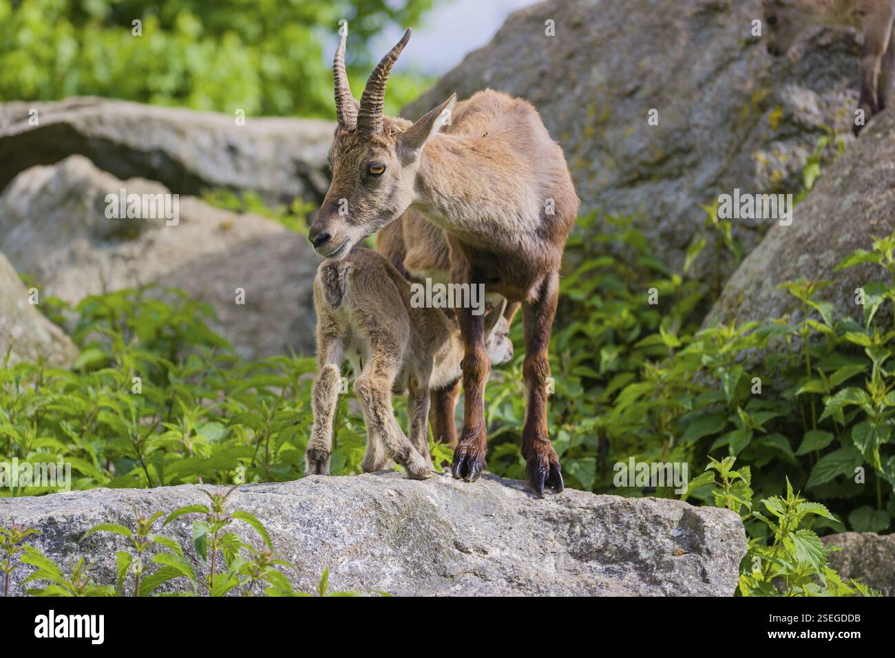 Female young ibex on rock hi-res stock photography and images - Alamy