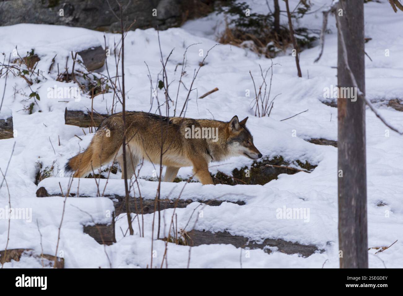 One adult eurasian gray wolf (Canis lupus lupus) walking thru a snow ...