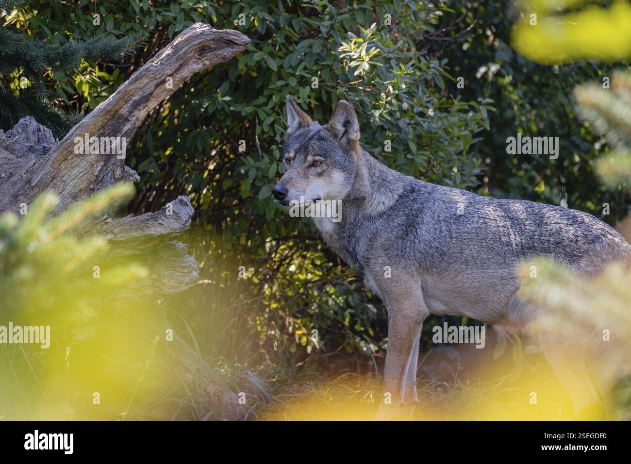 One eurasian gray wolf (Canis lupus lupus) standing in front of a green ...