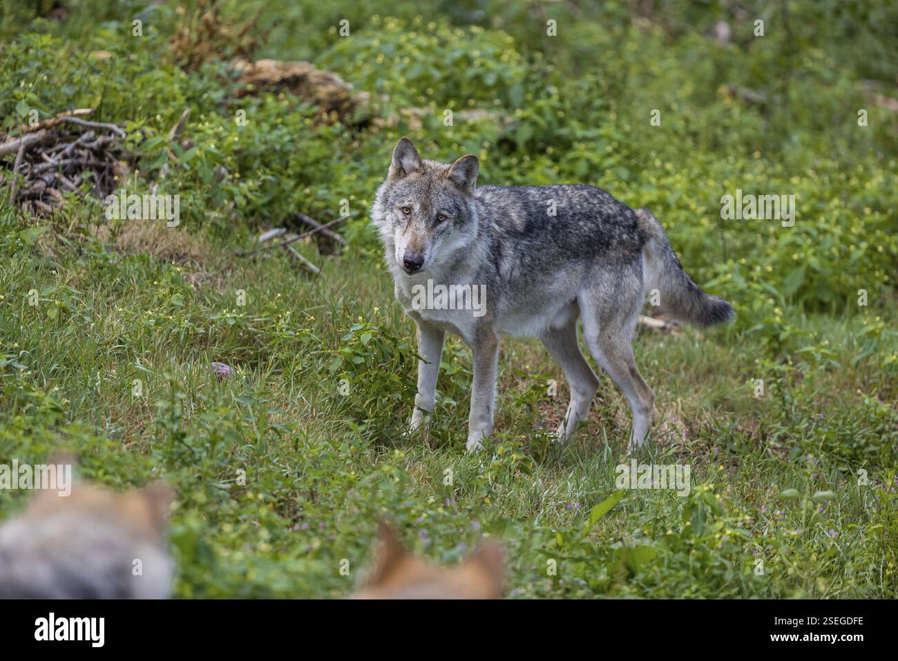 One adult male eurasian gray wolf (Canis lupus lupus) standing in the ...