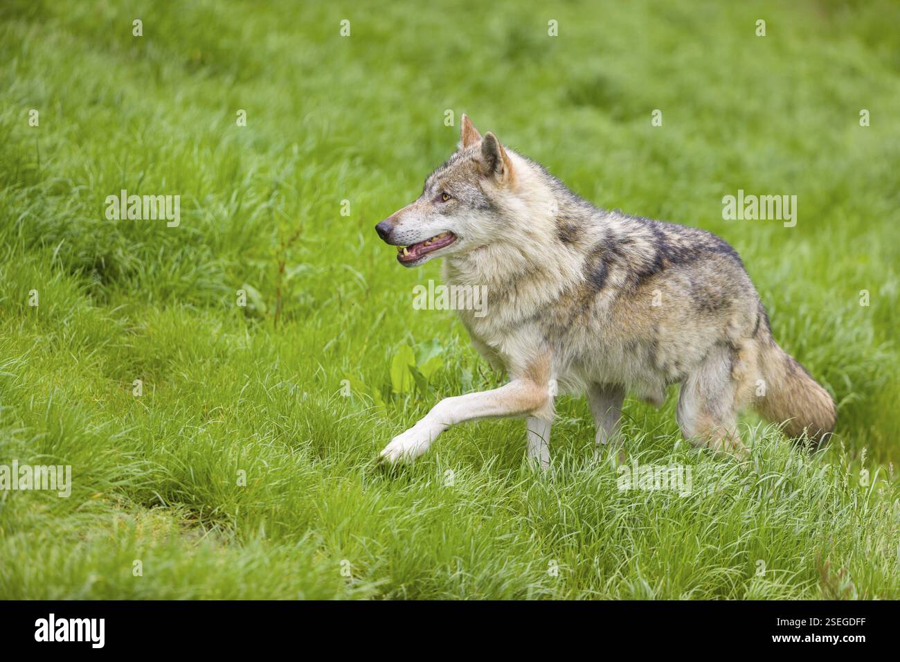 One eurasian gray wolf (Canis lupus lupus) walks over a green meadow in ...