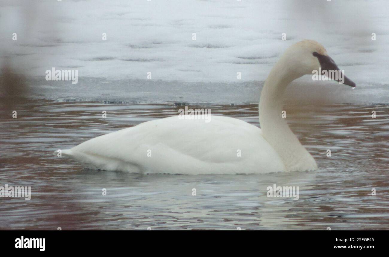 Trumpeter Swan (Cygnus buccinator), Aves, Okanagan-Similkameen, BC ...