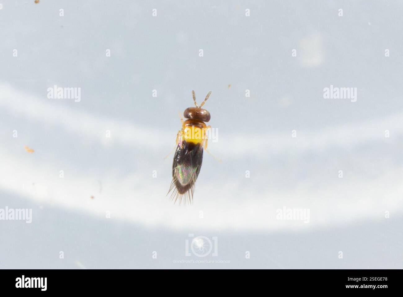 (Signiphora), Insecta, Lakeside, FL, USA Stock Photo - Alamy