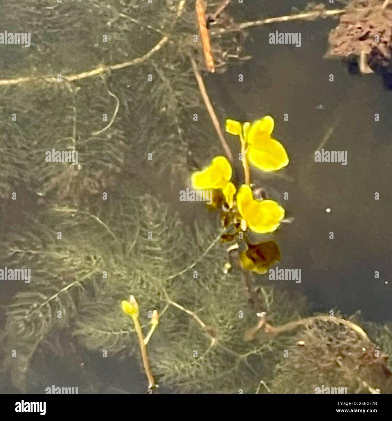 Golden Bladderwort (Utricularia aurea), Plantae, Big Circuit, Siem Reap ...
