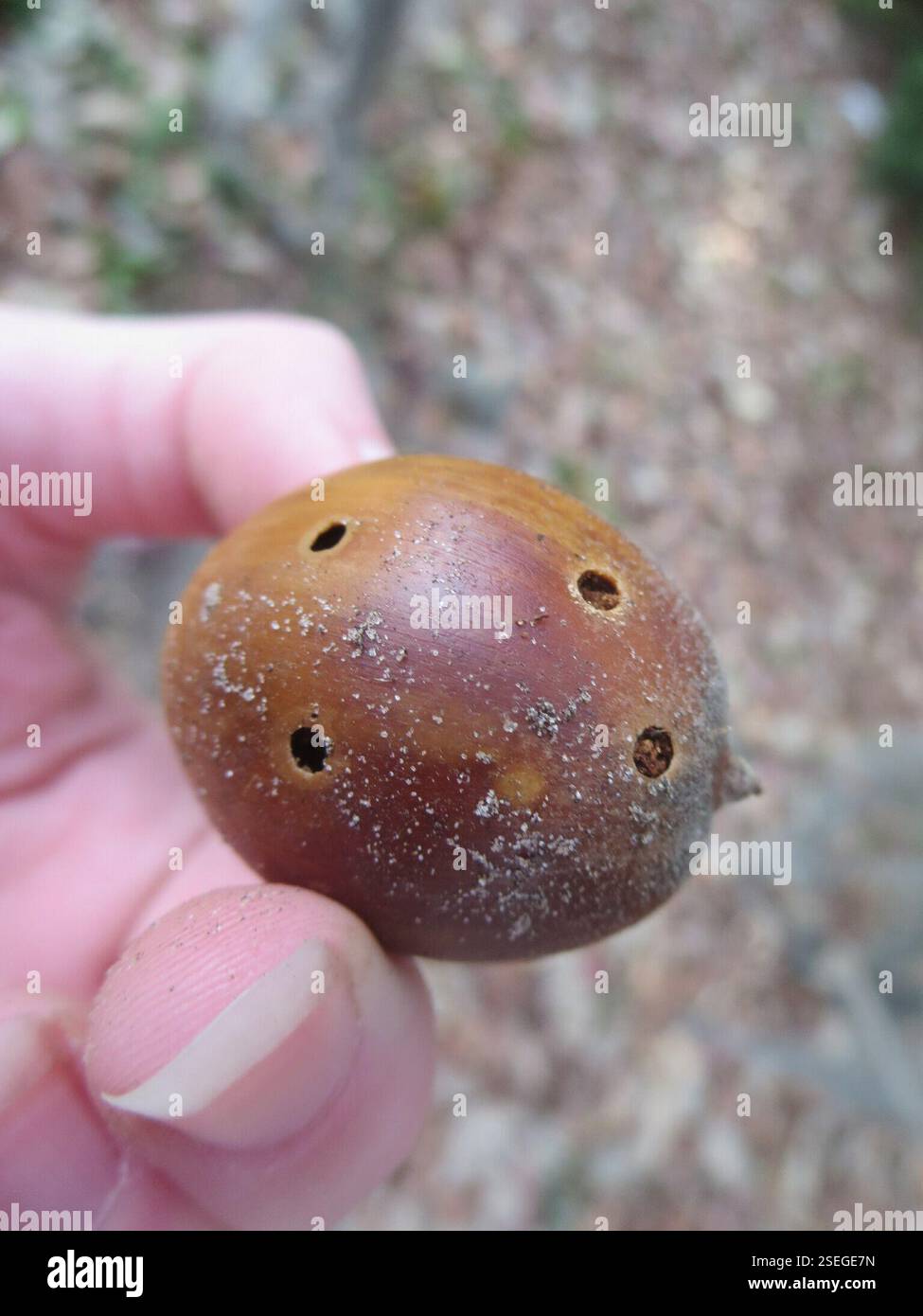 swamp chestnut oak (Quercus michauxii), Plantae, swamp chestnut oak ...