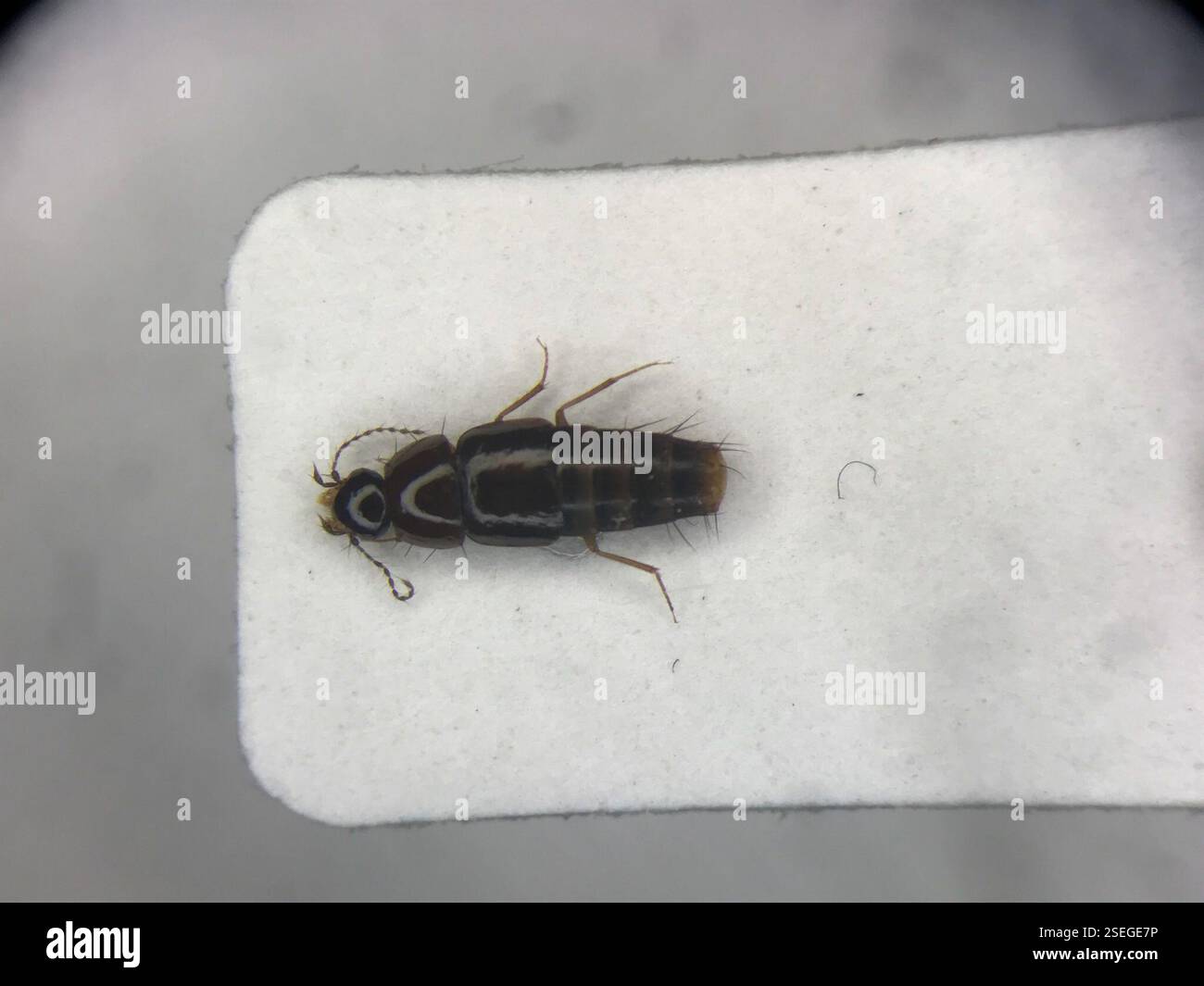 Vermiculated Rove Beetle (Habrocerus capillaricornis), Insecta, Cité ...
