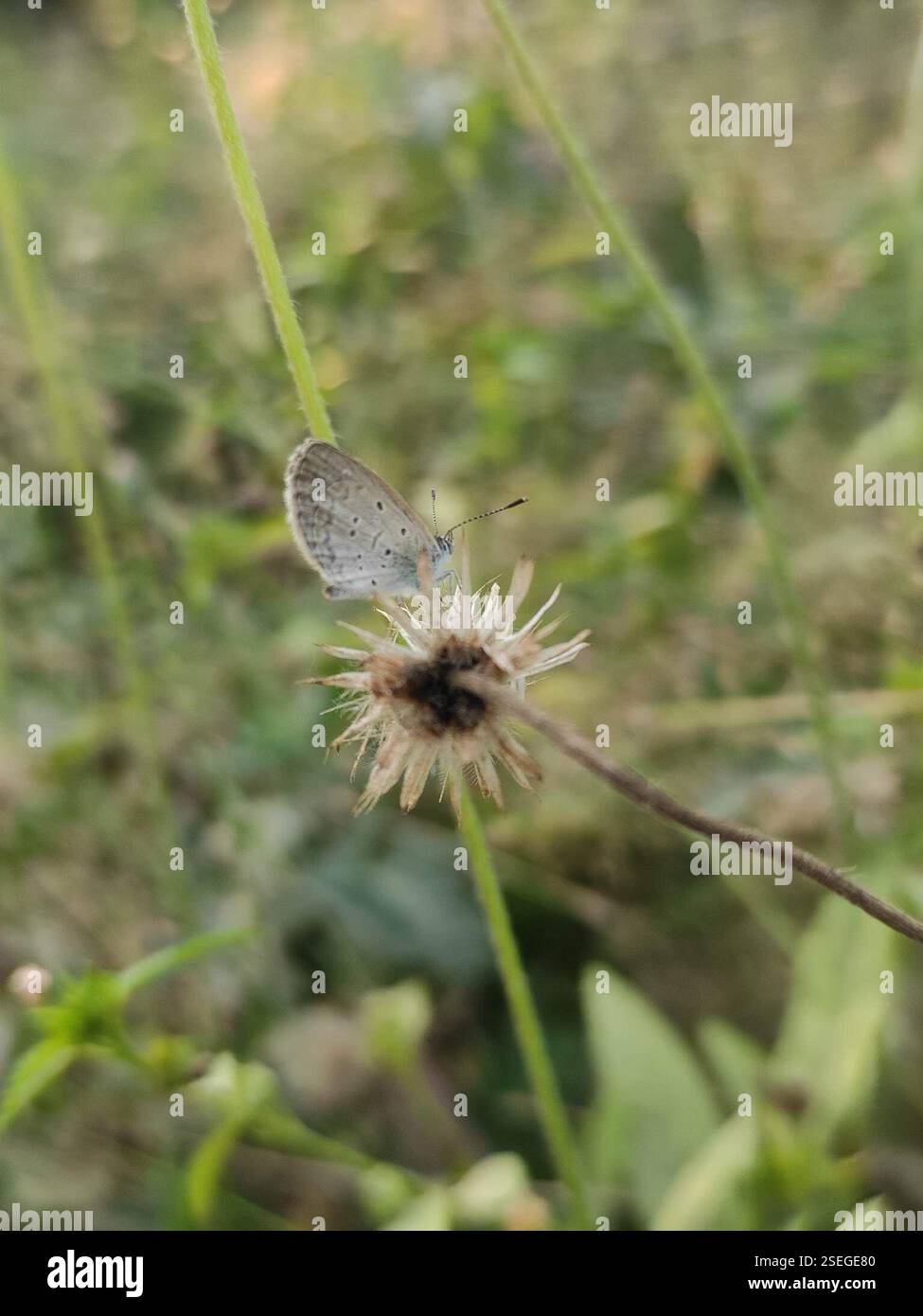 Tiny Grass Blue (Zizula hylax), Insecta, ကျောက်ကလပ် စေတီ Stock Photo ...