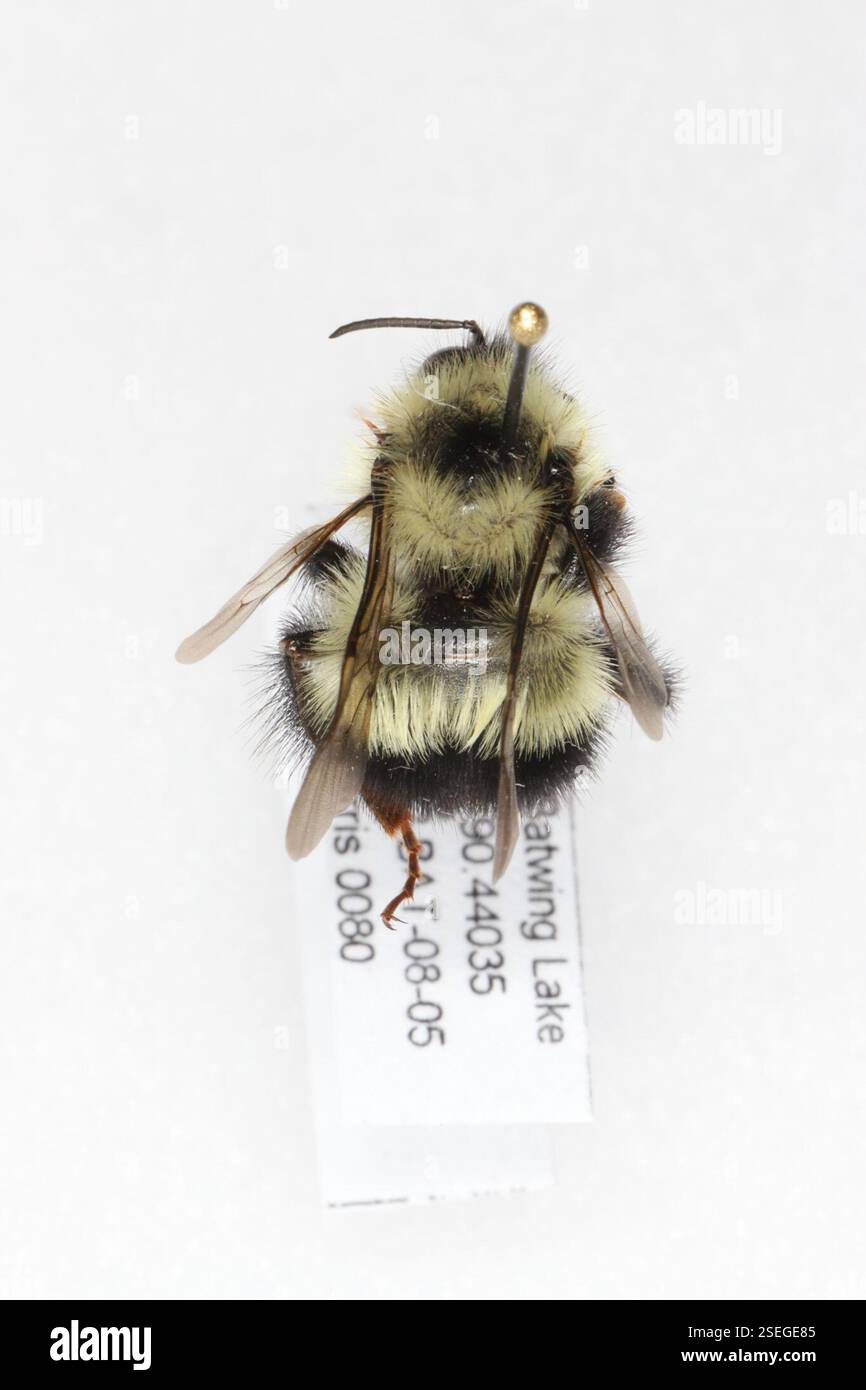 Bumble bee bat hi-res stock photography and images - Alamy