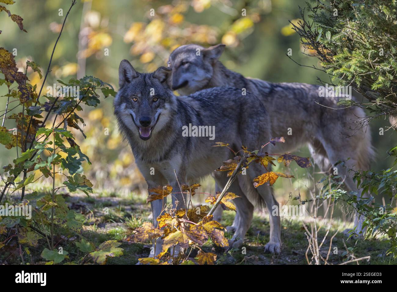 Two eurasian gray wolf (Canis lupus lupus) standing on a small hill ...