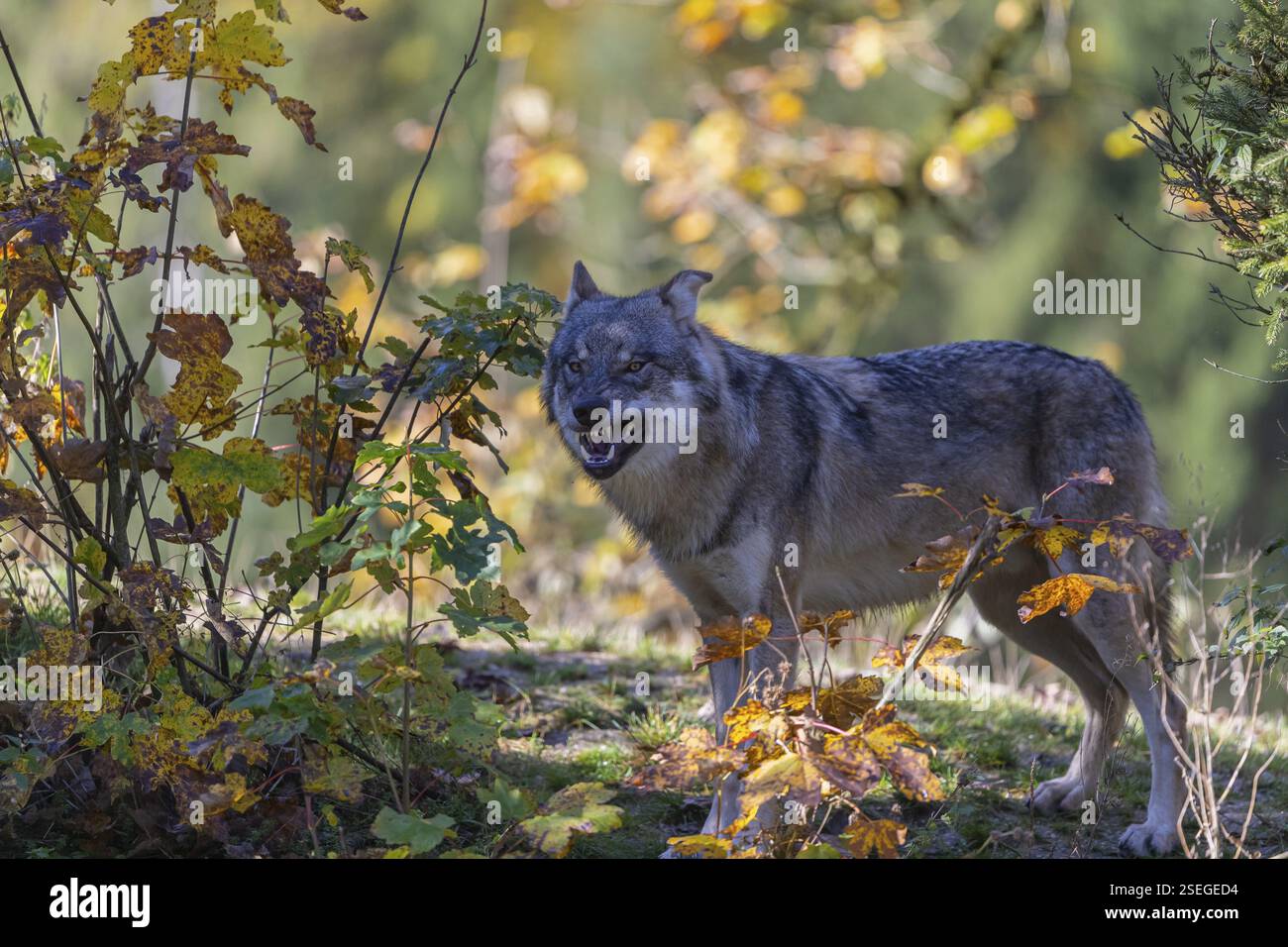 One yawning eurasian gray wolf (Canis lupus lupus) standing on a small ...