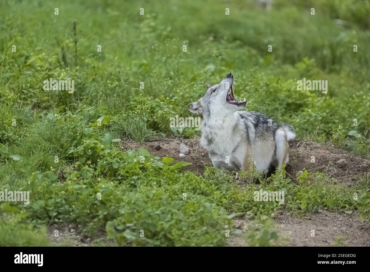 One adult male eurasian gray wolf (Canis lupus lupus) lies in a hollow ...