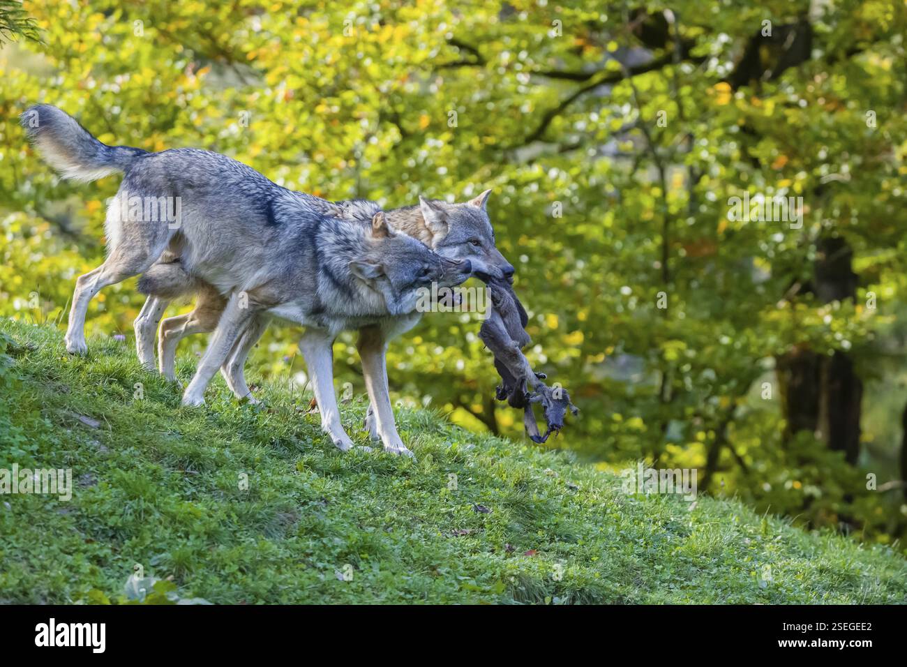 Two fighting wolves hi-res stock photography and images - Alamy