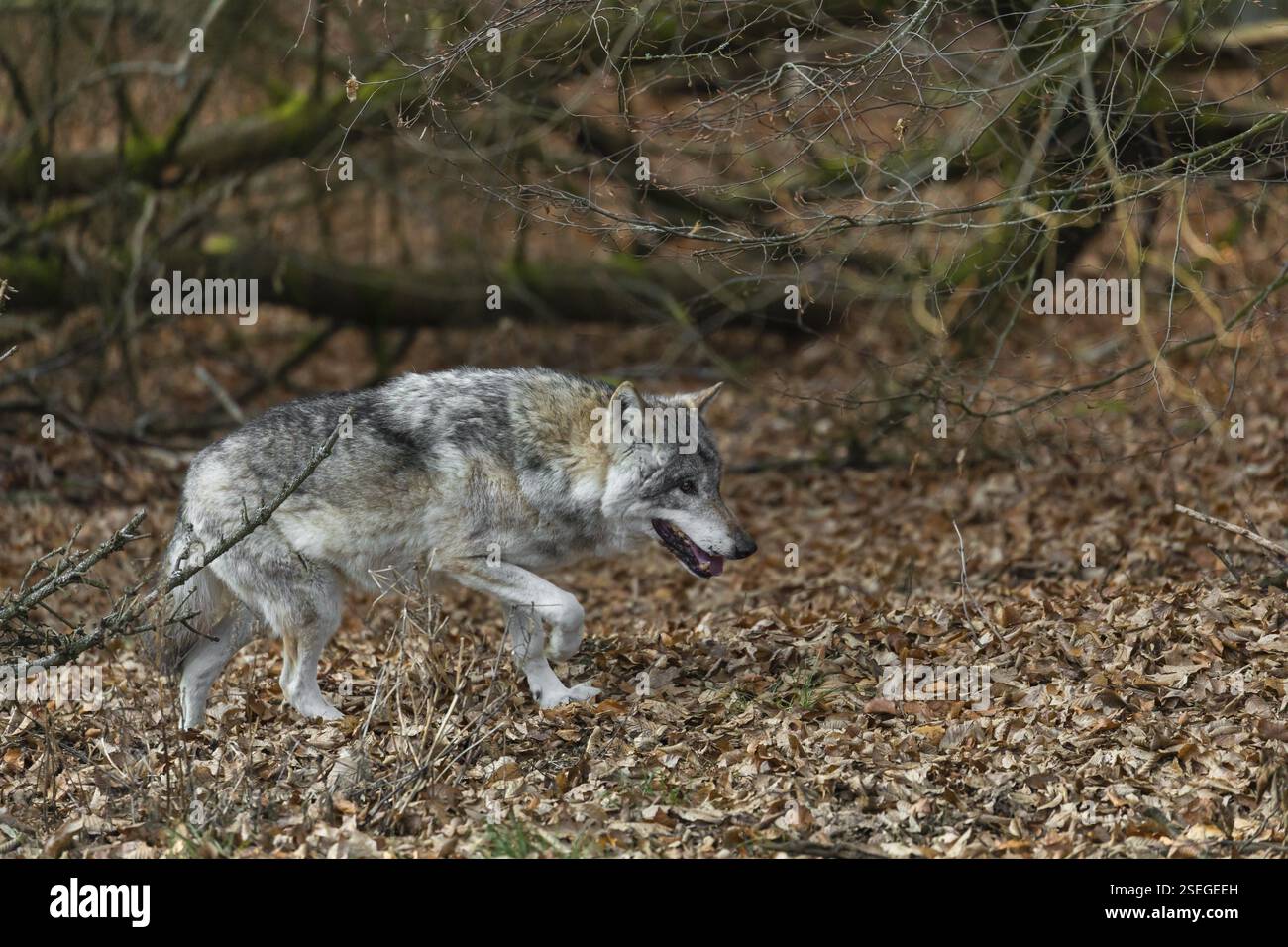 One eurasian gray wolf (Canis lupus lupus) walks on the forest floor ...