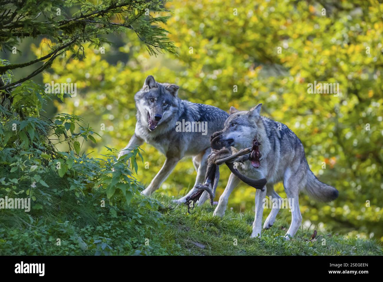 Two fighting wolves hi-res stock photography and images - Alamy