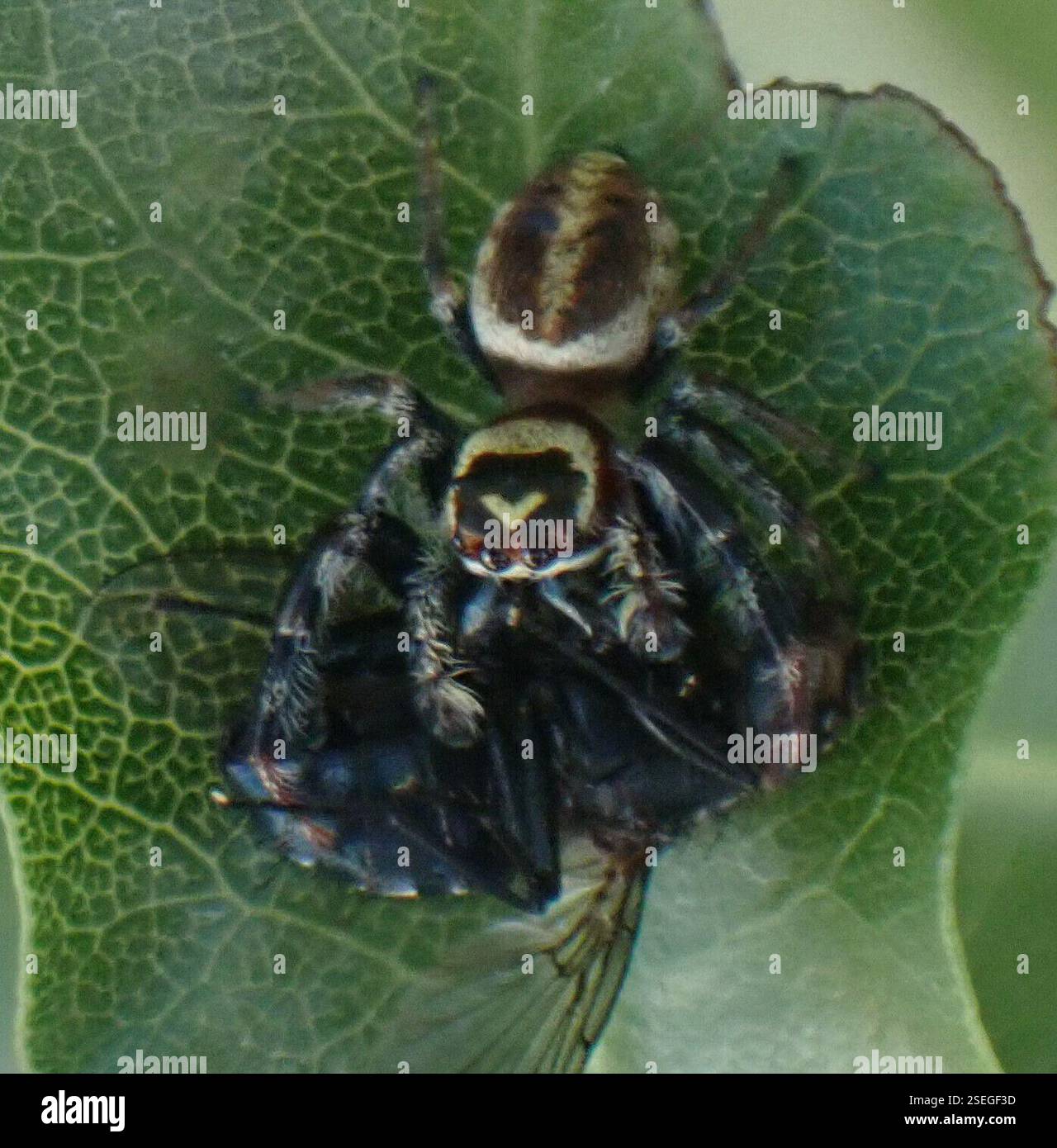 Garden Jumping Spiders (Opisthoncus), Arachnida, Wynyard TAS 7325 ...