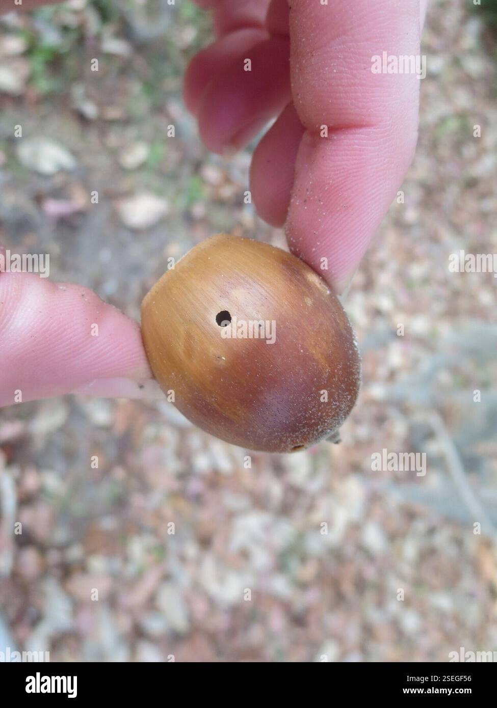 Nut and Acorn Weevils (Curculio), Insecta, swamp chestnut oak, from ...
