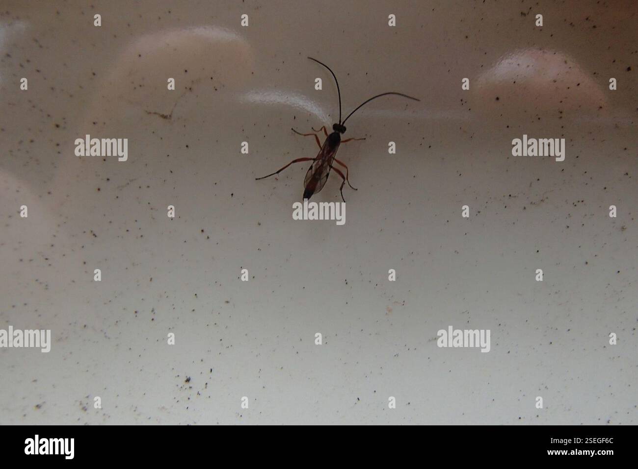 Ants, Bees, Wasps, and Sawflies (Hymenoptera), Insecta, 62 Railway ...