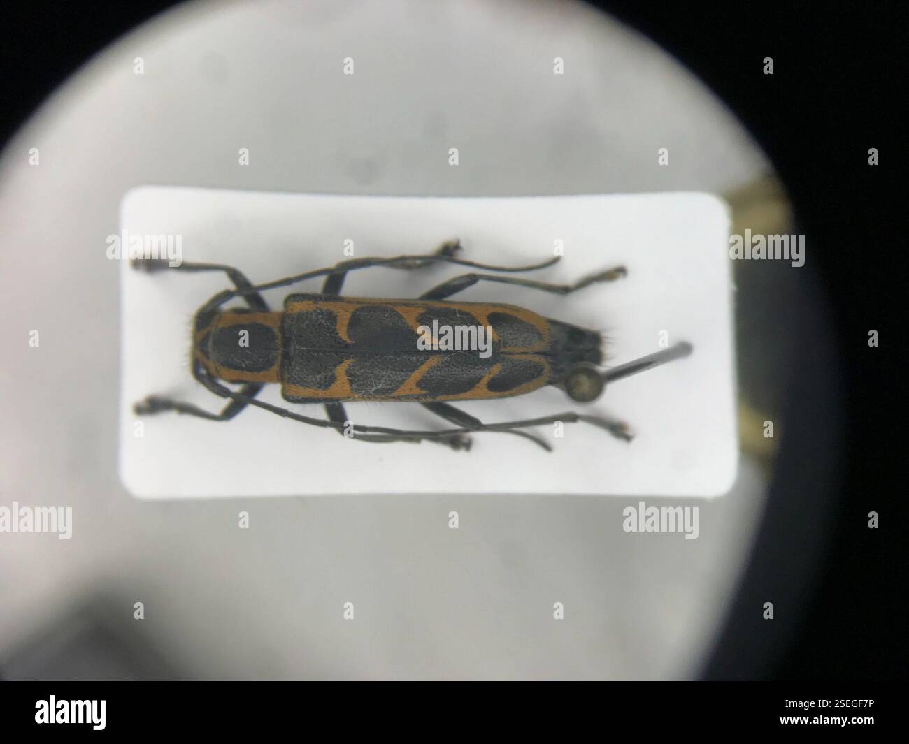 Elm Borer (Saperda tridentata), Insecta, Pointe-de-Sainte-Foy, Québec ...