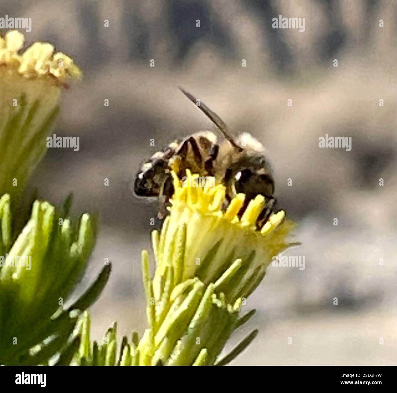 Western Honey Bee (Apis mellifera), Insecta, Desert Hot Springs, CA, US ...