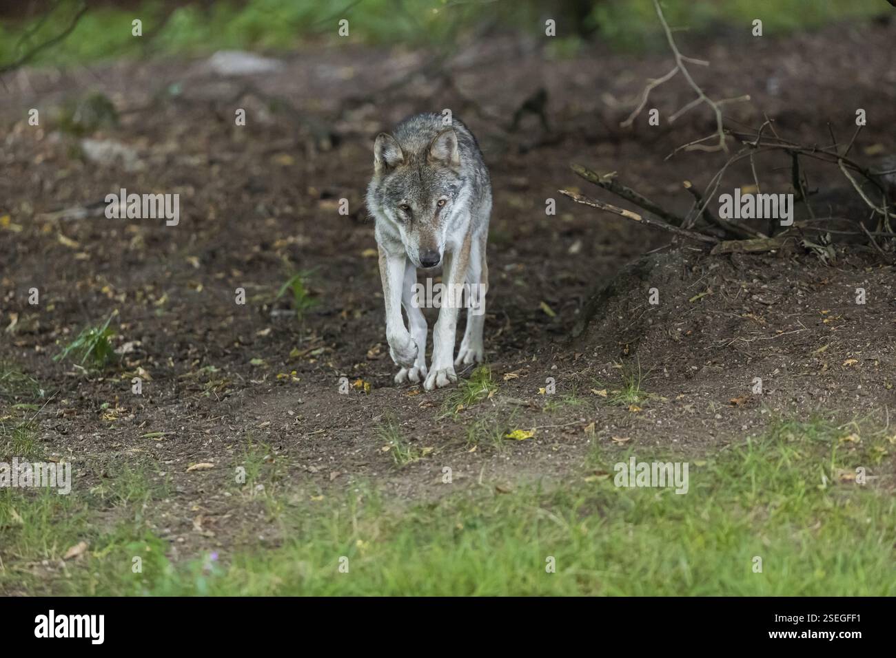 One adult male eurasian gray wolf (Canis lupus lupus) walking out of a ...
