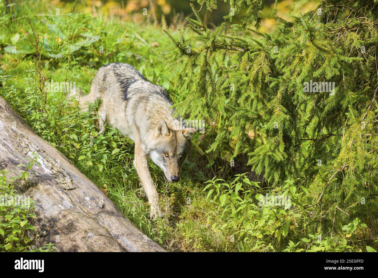 One eurasian gray wolf (Canis lupus lupus) walking down a grassy hill ...