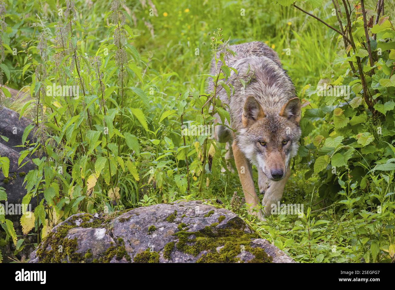 A eurasian gray wolf (Canis lupus lupus) walks down a grassy hill Stock ...