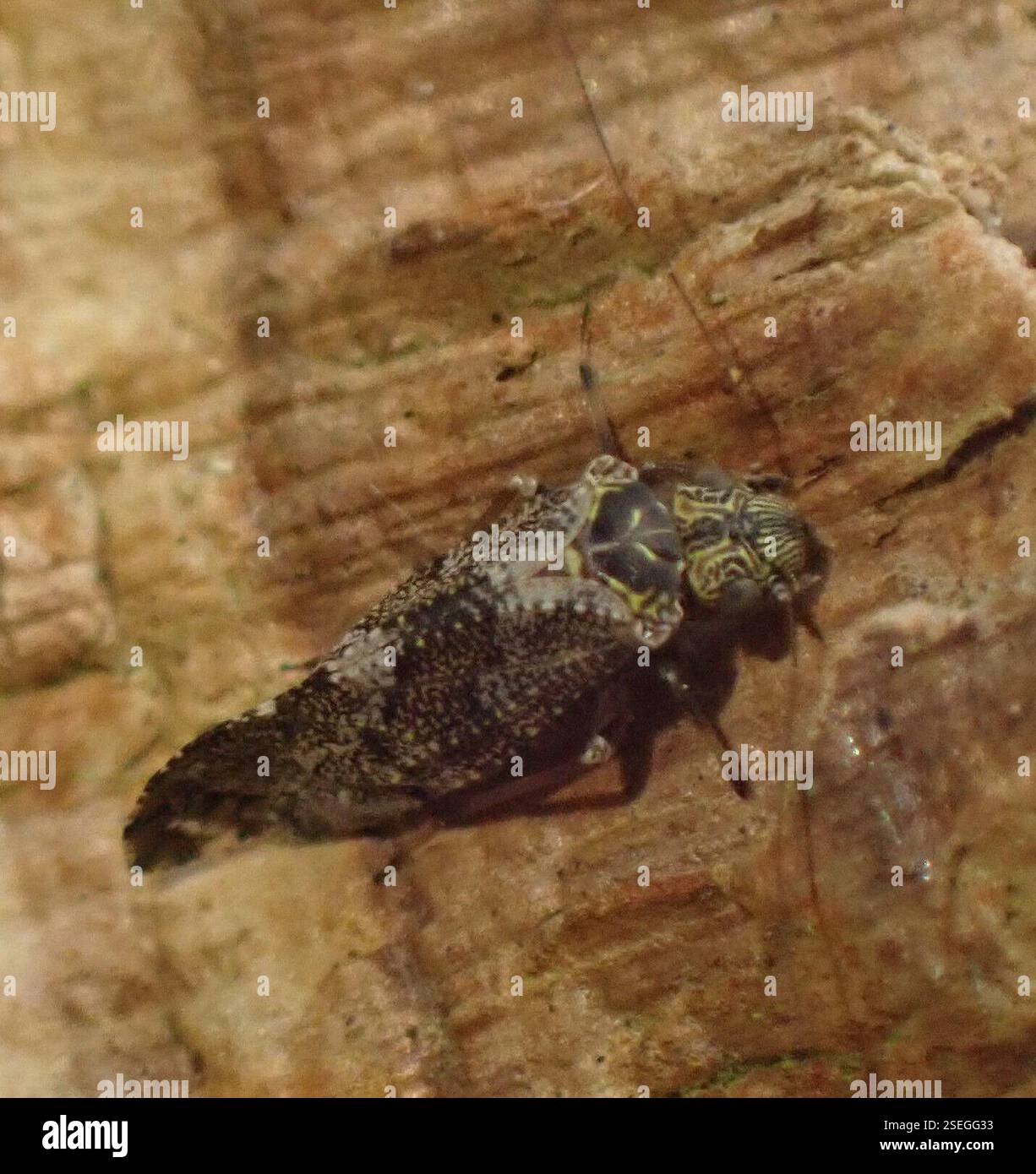 Barklice, Booklice, and Parasitic Lice (Psocodea), Insecta, Wynyard TAS ...