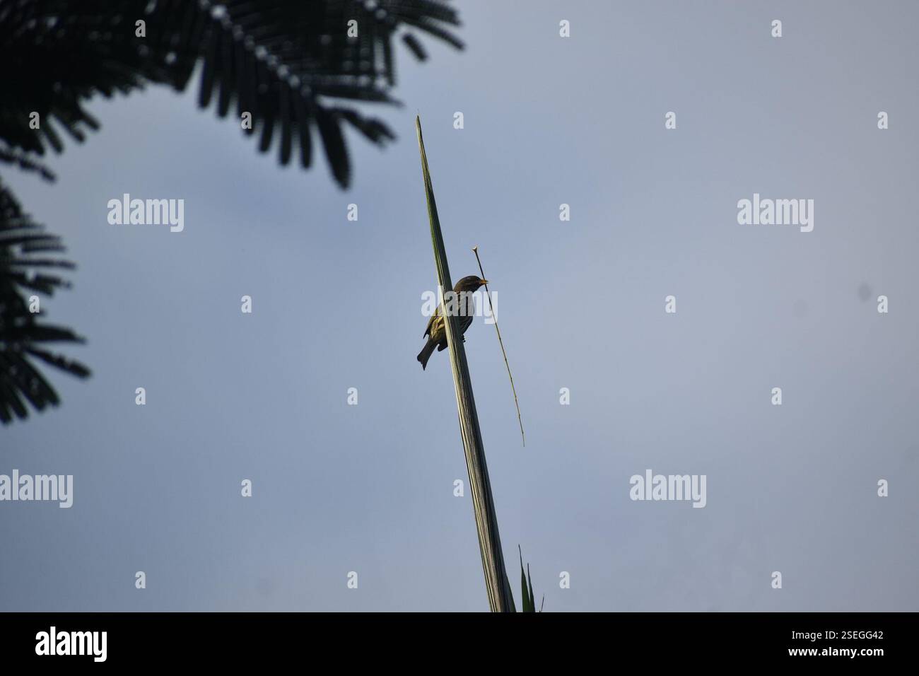 Palmchat (Dulus dominicus), Aves, Pestel, Haiti Stock Photo - Alamy