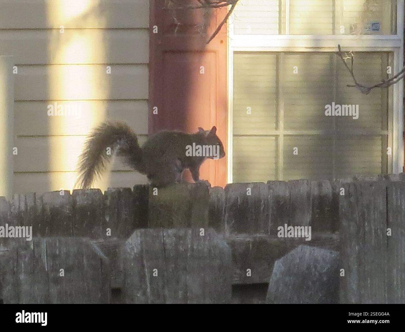 Eastern Gray Squirrel (Sciurus carolinensis), Mammalia, Georgetown, GA ...