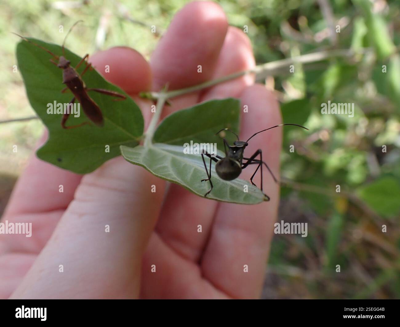 (Riptortus), Insecta, Cooktown QLD 4895, Australia Stock Photo - Alamy